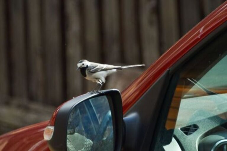 11 Spiritual Meanings Of A Bird Landing On Car - Khepera