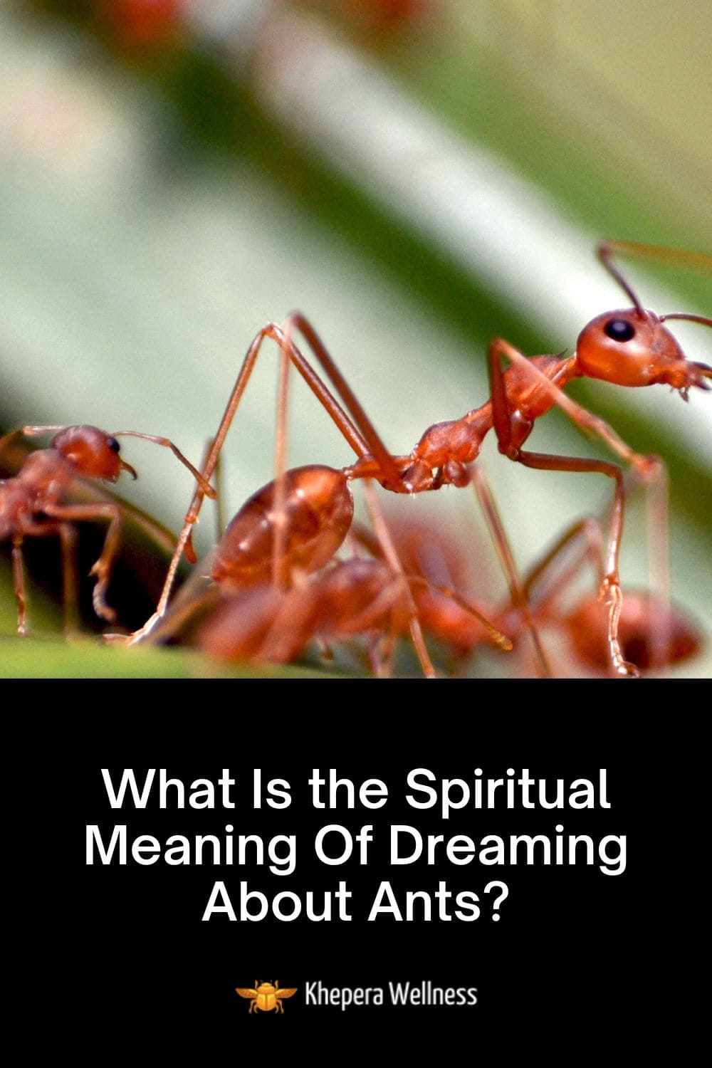 What Is the Spiritual Meaning Of Dreaming About Ants?