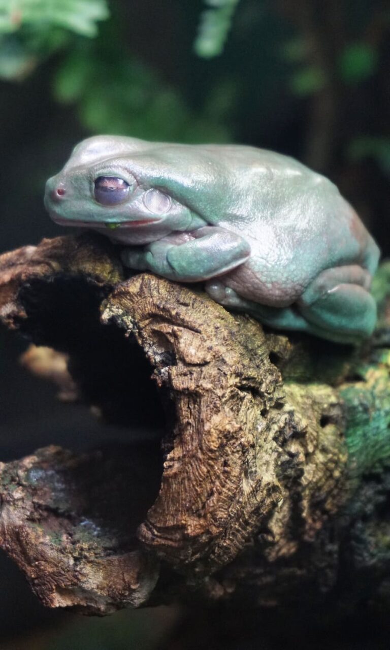 11 Spiritual Meanings Of Frogs In Dreams: And good luck?