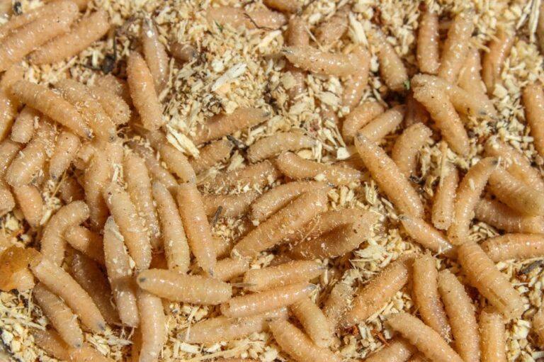 16 Spiritual Meanings Of Maggots In The House [It's luck?]