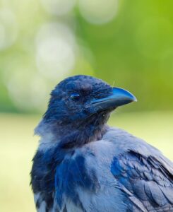 Number of crows meaning: 1,2,3,4,5,6,7 and 8 [Important]