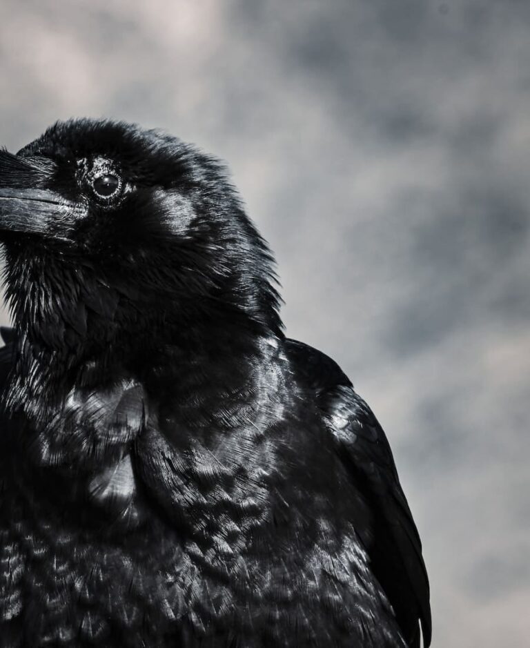 13 Meanings Of Crows Cawing In The Morning