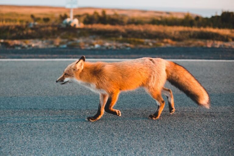12 Animals That Represent Strength (The Most Powerful)