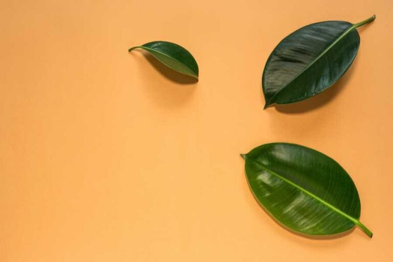 7 Leaf Spiritual Meaning: It’s Good Or Bad? - Khepera Wellness