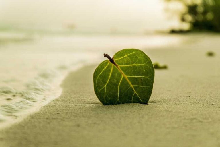 7 Leaf Spiritual Meaning: It’s Good Or Bad? - Khepera Wellness