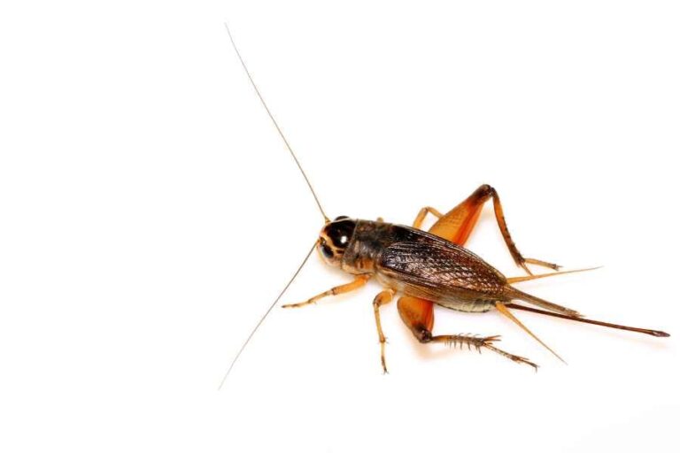 9 Spiritual Meanings of a Cricket in Your House - Khepera Wellness
