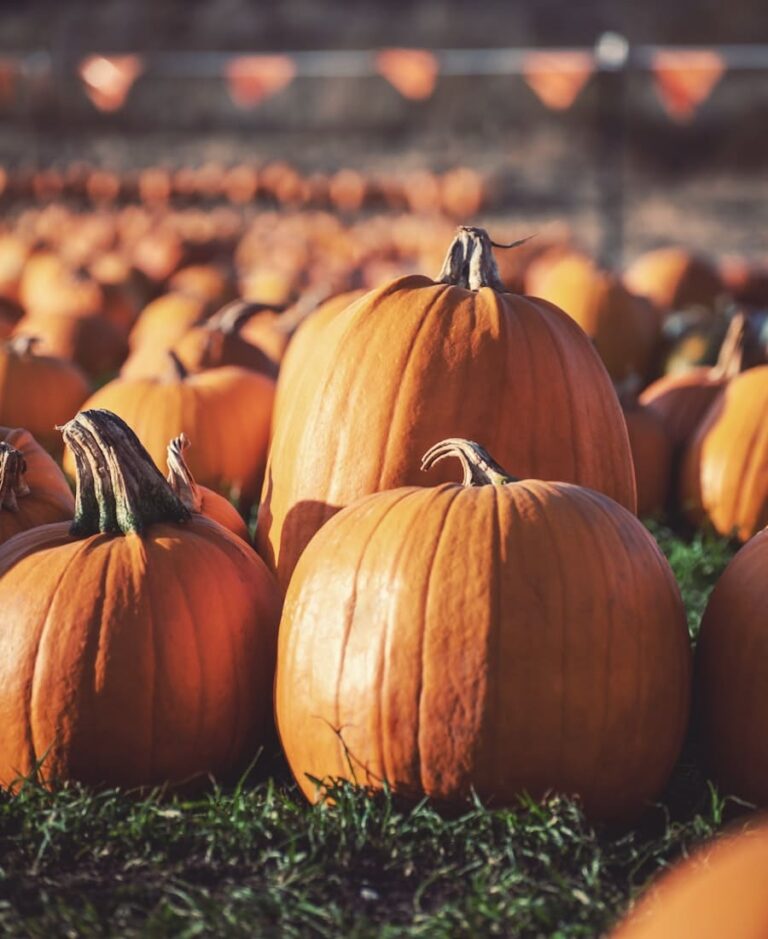 11 Spiritual Meaning Of Pumpkin