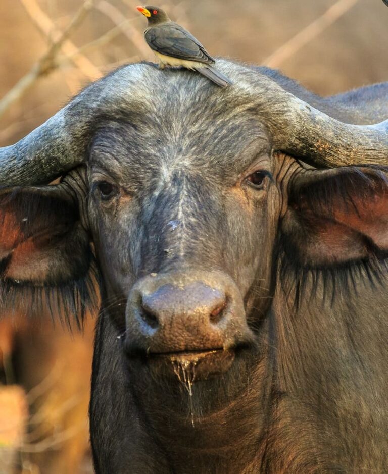 12 Animals That Represent Strength (The Most Powerful)