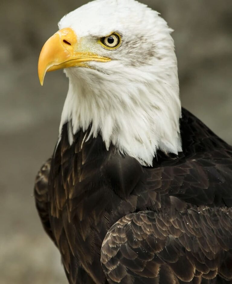 12 Animals That Represent Strength (The Most Powerful)