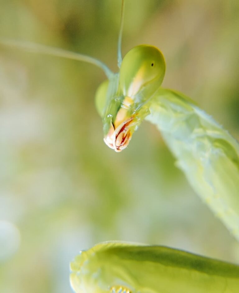 Praying Mantis Spiritual Meaning: Symbolism & Messages