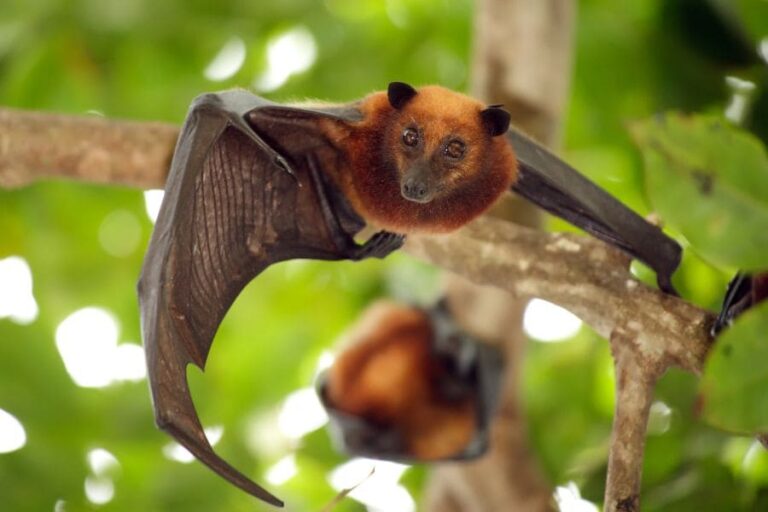 11 Spiritual Meanings Of Bat (it is Good Omen)?