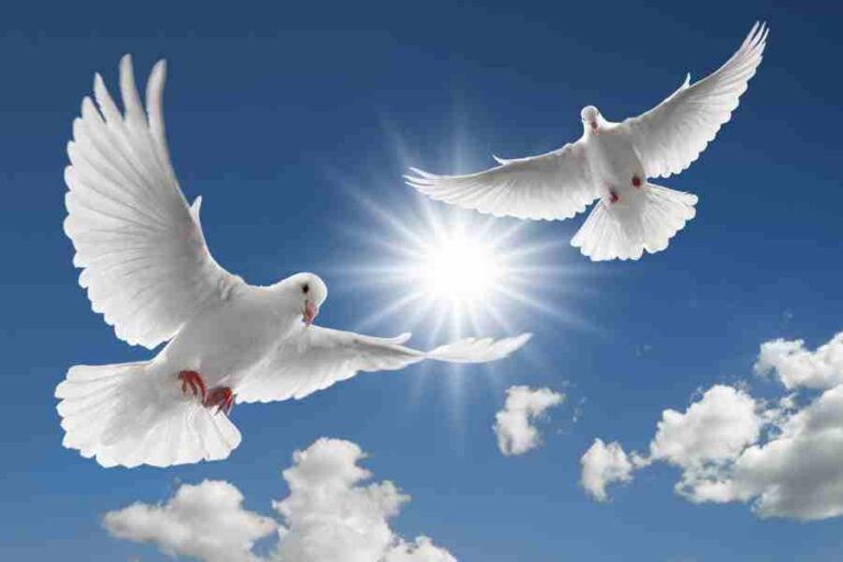 Spiritual Meaning Of Dove In Dreams - 7 Powerful Messages