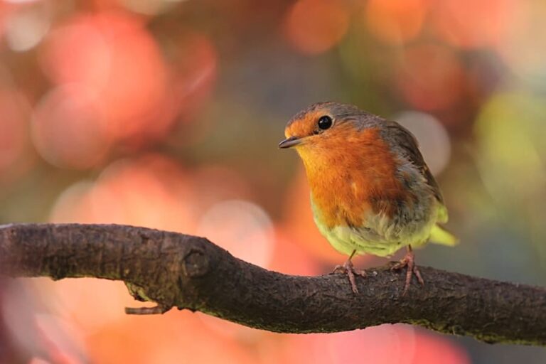 12 Spiritual Meanings of Red Robin and Symbolism in 2026