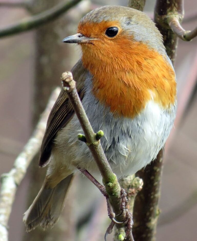 12 Spiritual Meanings of Red Robin and Symbolism in 2026