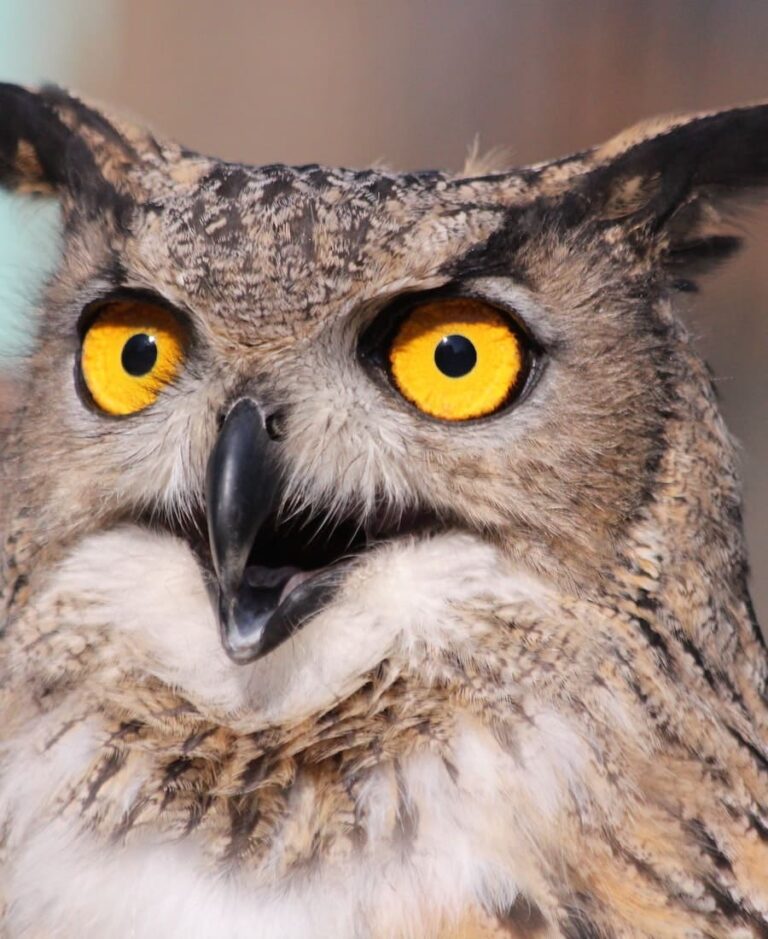 Dead Owl Meaning: 9 Spiritual Warnings to Know in 2026