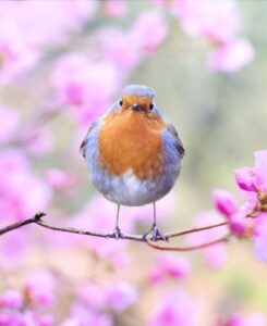 12 Spiritual Meanings of Red Robin and Symbolism in 2025