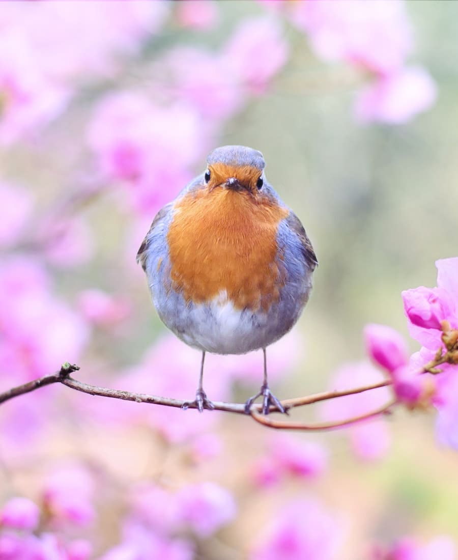 12 Spiritual Meanings of Red Robin and Symbolism in 2026