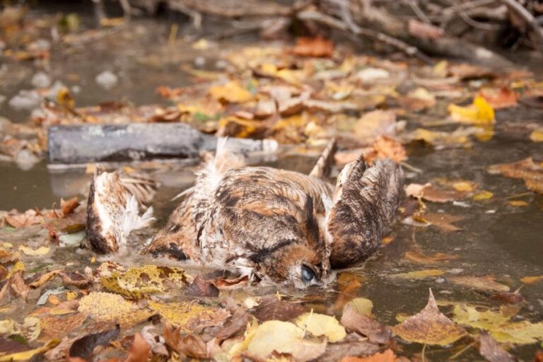 Dead Owl Meaning: 9 Spiritual Warnings to Know in 2026