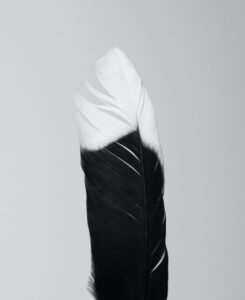 Finding a Feather: 9 Spiritual Meanings and Warnings