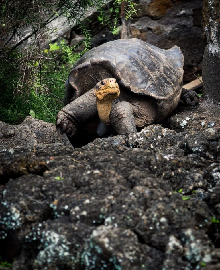 9 Meanings of Turtle Crossing Your Path & 5 Superstitions