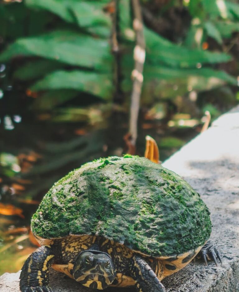 9 Meanings of Turtle Crossing Your Path & 5 Superstitions
