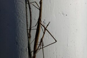 What Does it Mean When You See a Walking Stick Bug?