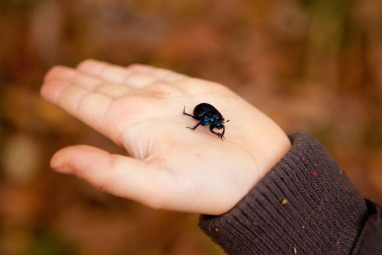 11 Spiritual Meanings Of Insects Around You (Are Special?)