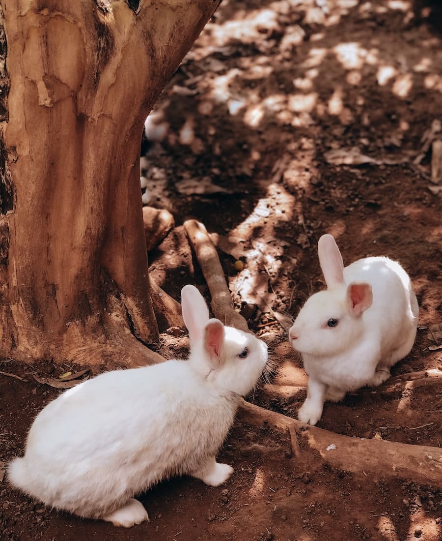 Seeing 2 Rabbits: 9 Spiritual Meanings for 2026 (Answered)
