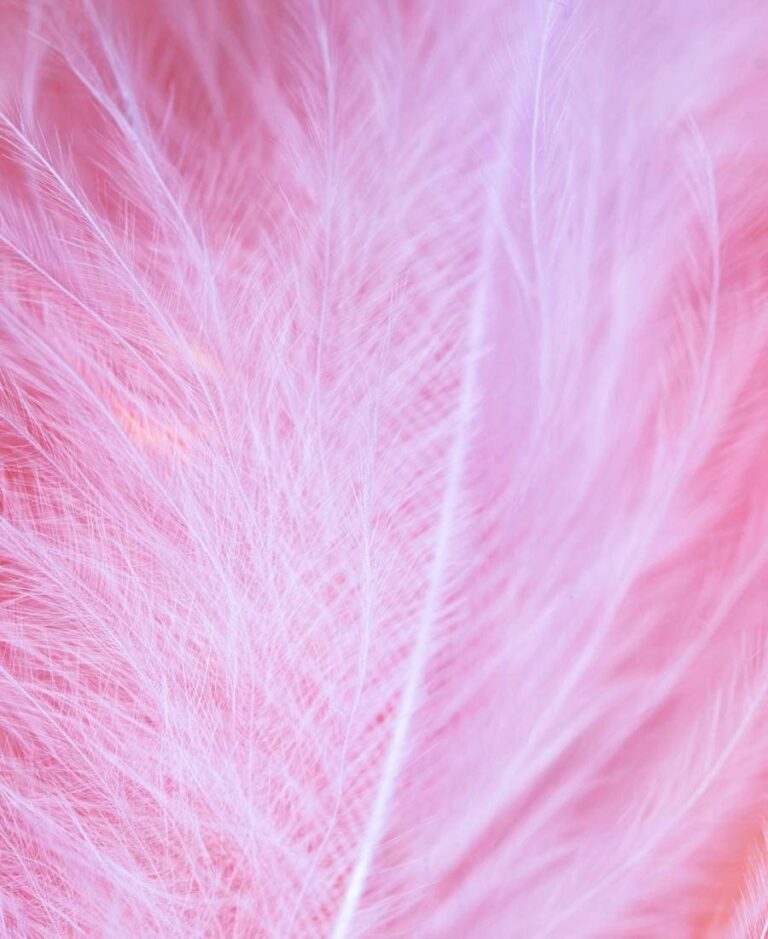 Pink Feather Meaning: 9 Signs For You