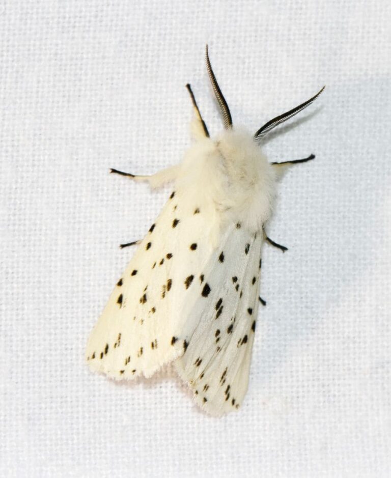 11 Spiritual Meanings Of White Moths: All You Need To Know