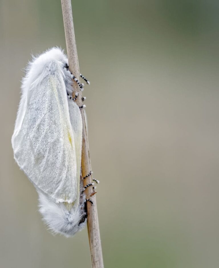 11 Spiritual Meanings Of White Moths: All You Need To Know