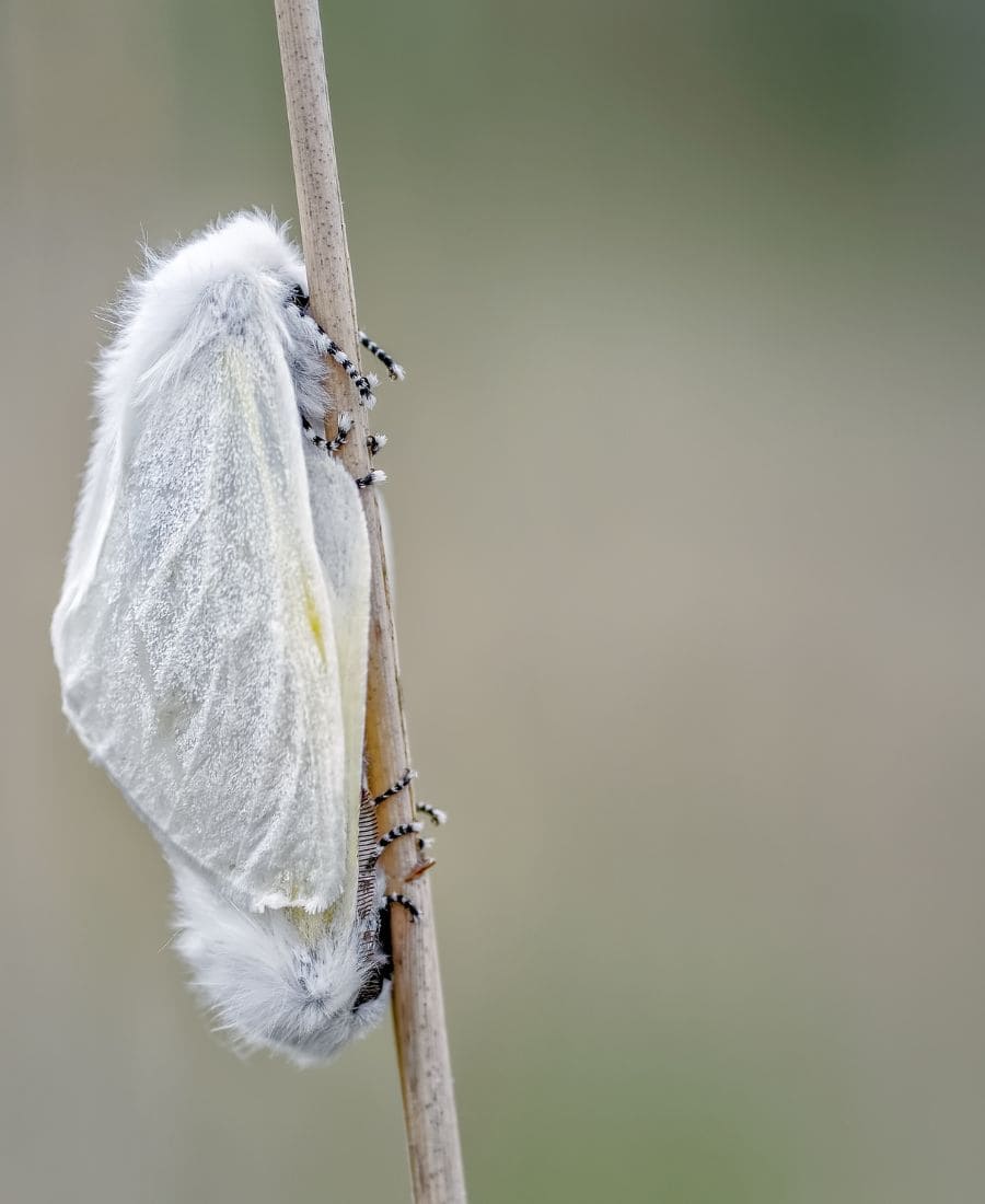 11 Spiritual Meanings Of White Moths: All You Need To Know