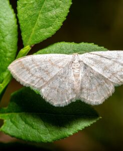 11 Spiritual Meanings Of White Moths: All You Need To Know