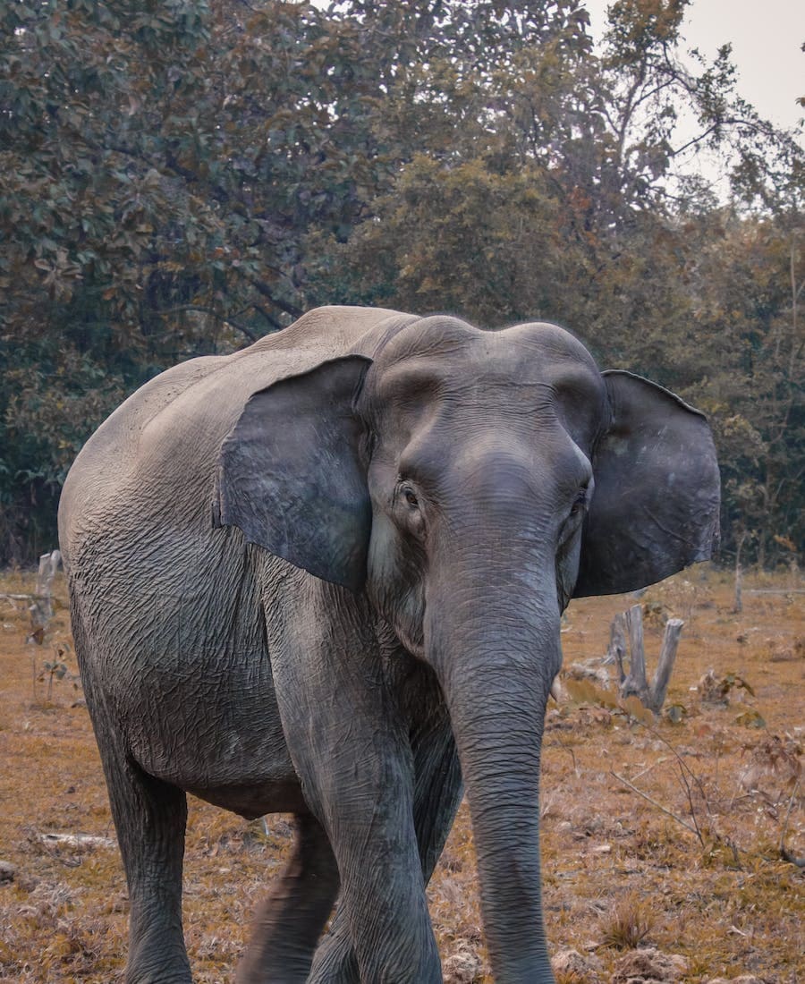 11 Spiritual Meanings of Elephant: A Message For You