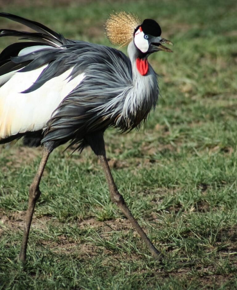 11 Spiritual Meanings of Crane Crossing Your Path