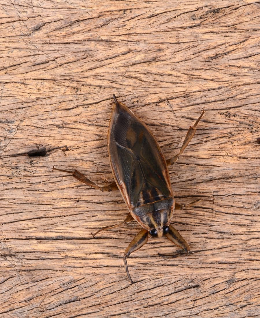 Water Bug Spiritual Meaning: 7 Reasons to Like Them