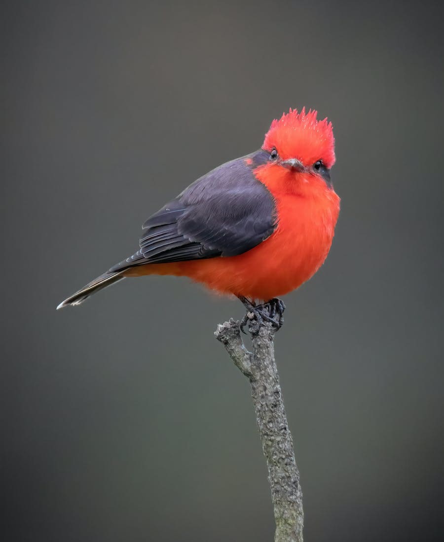 Spiritual Meanings Of Red Bird: 11 Signs From Heaven