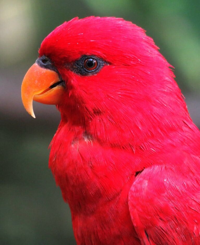Spiritual Meanings Of Red Bird: 11 Signs From Heaven