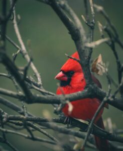Spiritual Meanings Of Red Bird: 11 Signs From Heaven