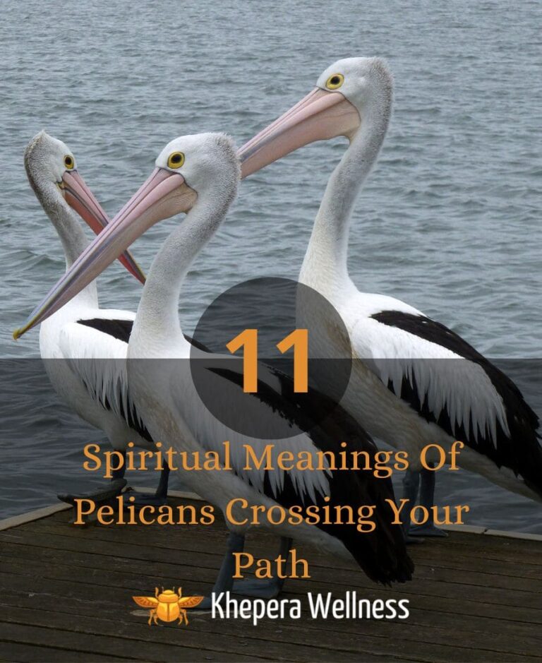 11 Spiritual Meaning Of Pelicans Crossing Your Path
